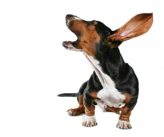 What to Do About a Bossy Dog - Quick and Dirty Tips