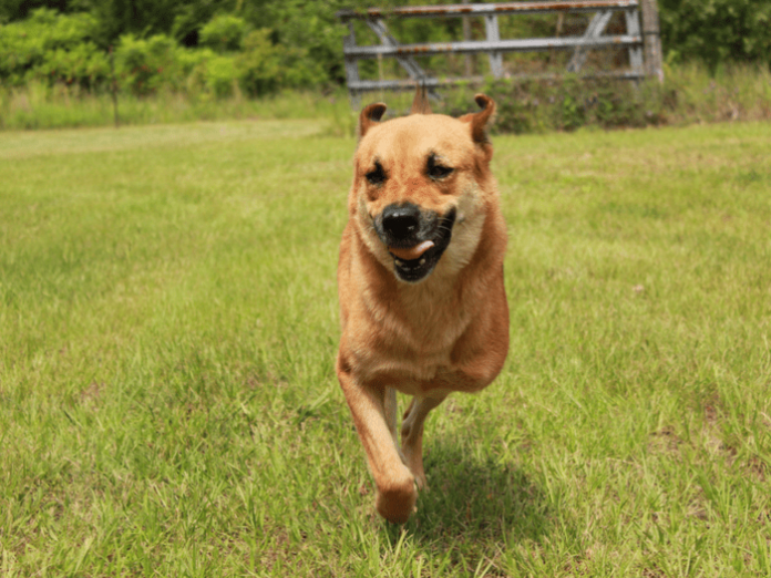 Tripods: Three-Legged Dogs - Quick and Dirty Tips