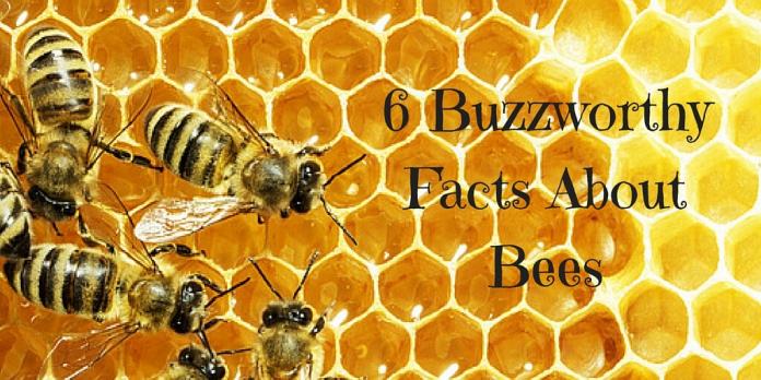 6 Buzzworthy Facts About Bees