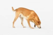 The Scat Detection Dog: A Conservation Biologist’s Best Friend - Quick ...